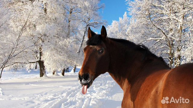 Продам двухлеток с откорма