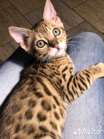 Бенгальская