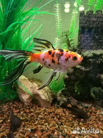 Камета и Жемчужный гурами