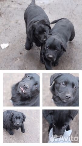Щенки Лабрадор /метис