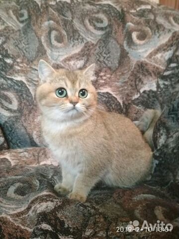 Британочка