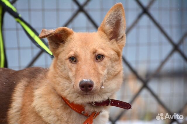 Милая девочка лисичка