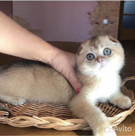 Котик шотландской породы золотая шиншилла