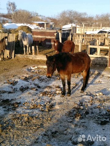 Жеребые кобылы