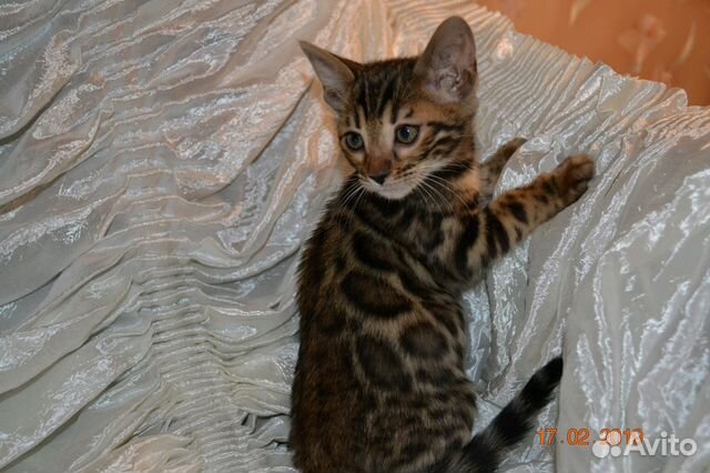 Шикарная подугольная девочка