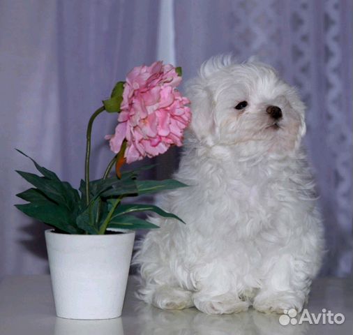 Мальтийская болонка