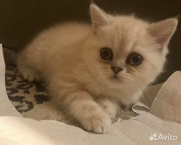 Шотландский котёнок