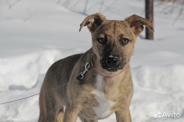 Щенок 6 месяцев девочка Тигра