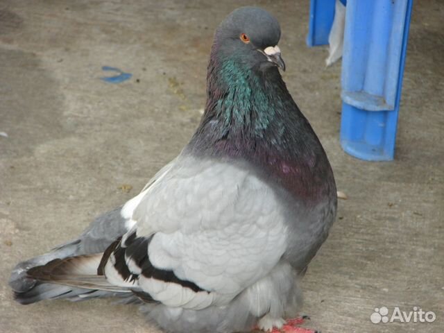 Голуби мясные