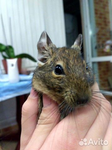 Дегу белочки