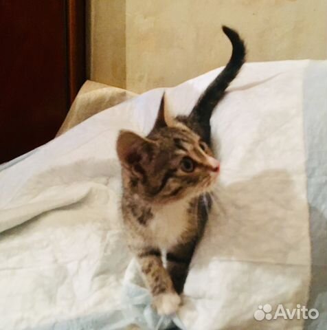 Котенок Милка