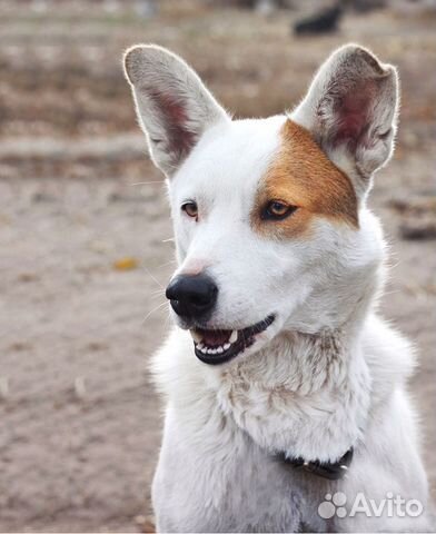 Ласкушка- веселушка Белочка