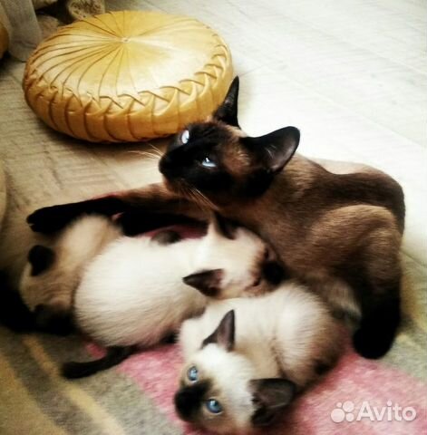 Тайские котята