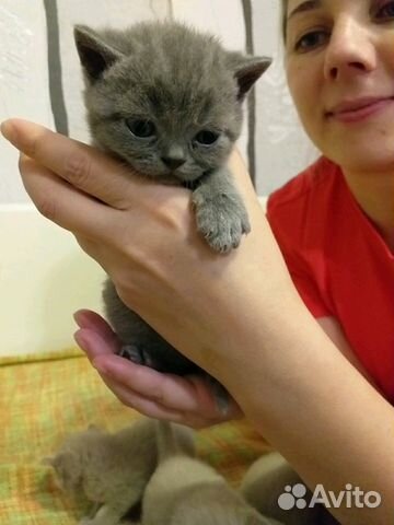 Котятки британцы