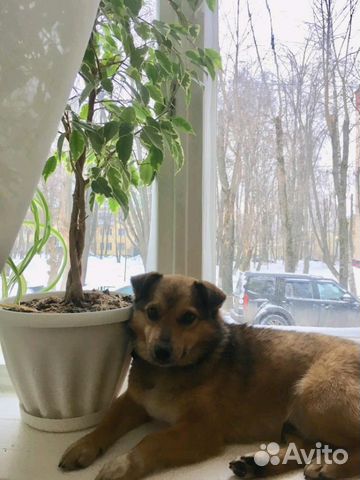 Маленькая собака в дар, маленький пёс, некурпная с