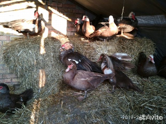 Индоутки и индоселезни