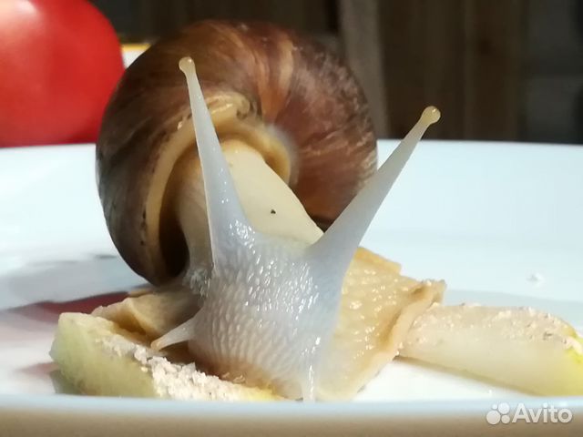 Отдам детей ахатин, африканская улитка