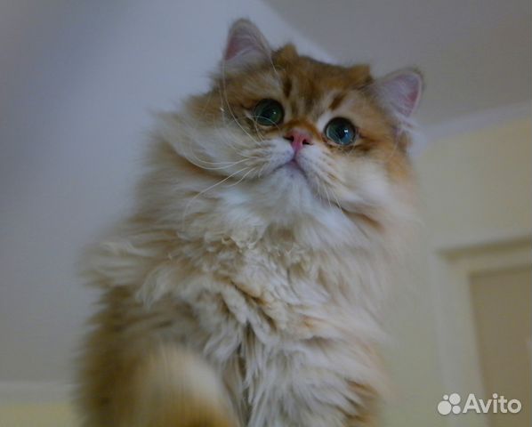 Золотой эксклюзив