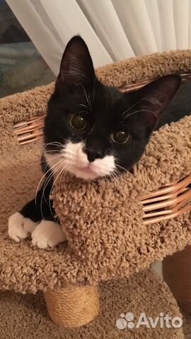 Молодой котик ищет дом