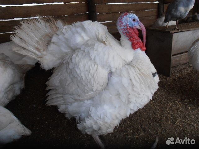 Индюки, цесарки на племя