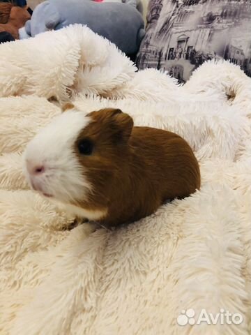 Морскаие свинки с клеткой