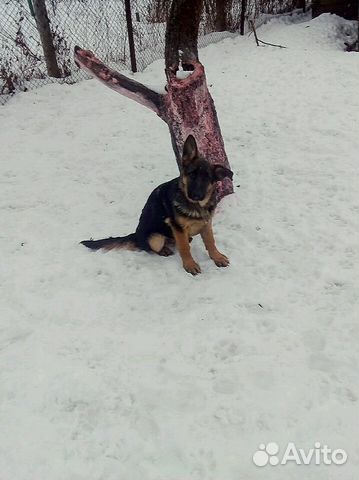 Шикарный щенок кобель немецкой овчарки