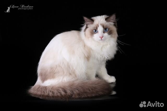 Супер Котик