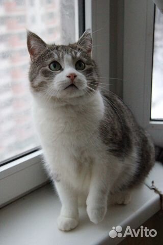 Кот в добрые руки