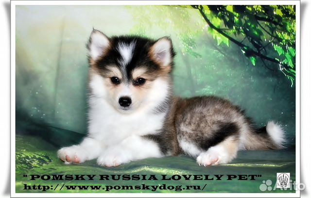 Помски мини хаски