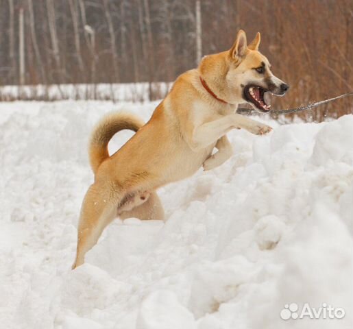 Активный Макс в поисках дома