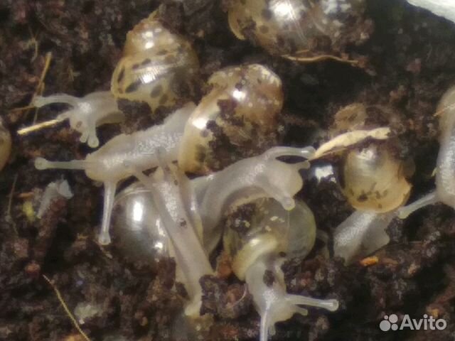 Улитки ахатинки