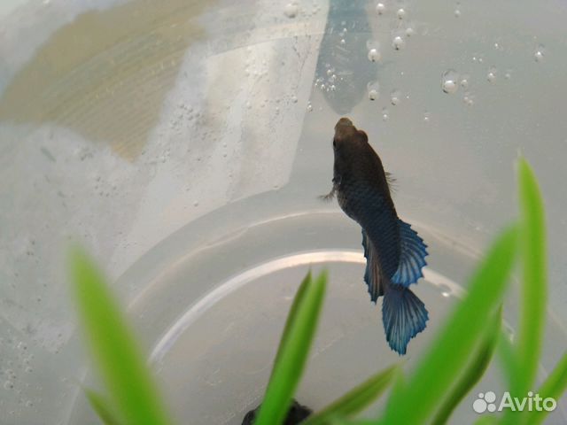 Рыбка петушок. Самка