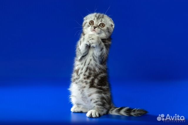 Помет "R"