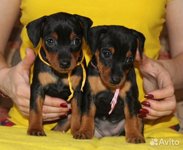 Мальчик черный с подпалом. Пинчер. Казань
