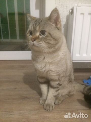 Кот