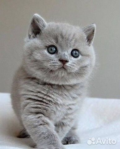 Голубой британский котенок Брюс