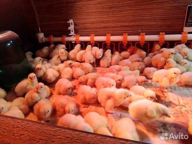 Цыплята бройлеров