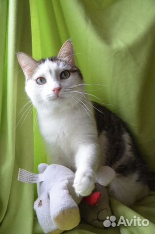 Котик по имени Зая ищет дом