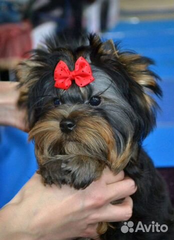 Йоркомальчик