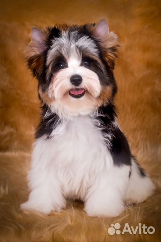 Мальчик бивера с Шоу потенциалом