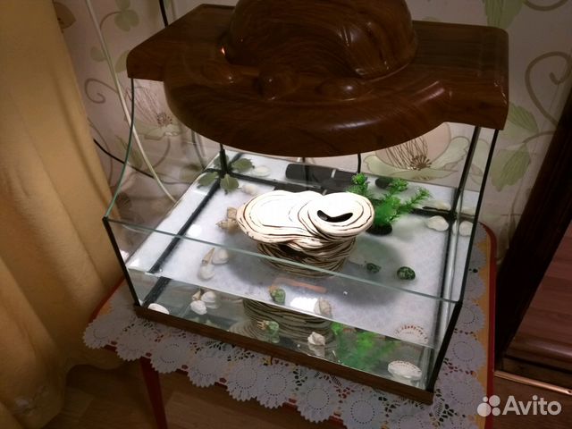 Красноухие черепашки