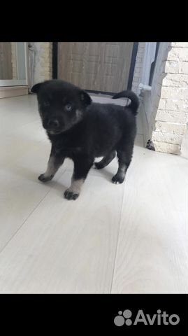 Щенок хаски