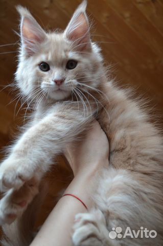 Котенок мейнкун кремовый