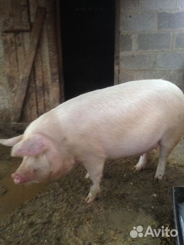 Свиноматка поросная