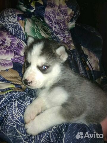 Сибирский хаски