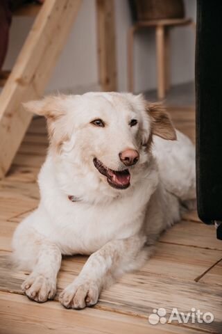 Долли - самая лучшая собака