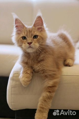 Мейн-кун шоу темперамента