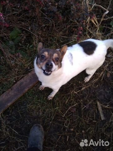 Ищет дом маленькая собачка Кнопа