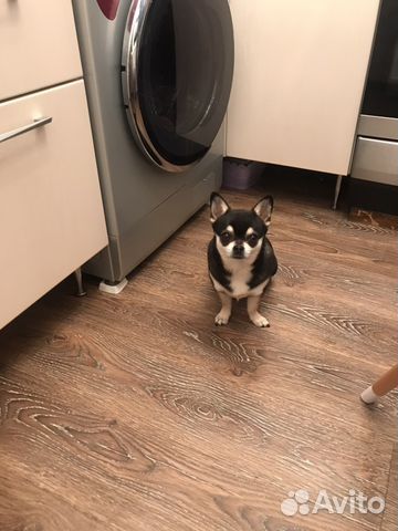 Чихуахуа ищет невесту