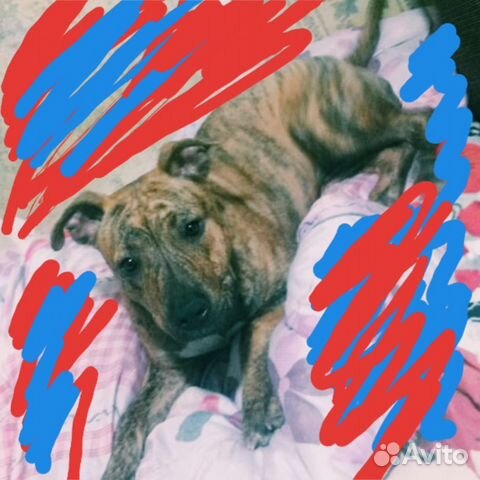 Отдам даром стаффорда, девочка, возраст около года